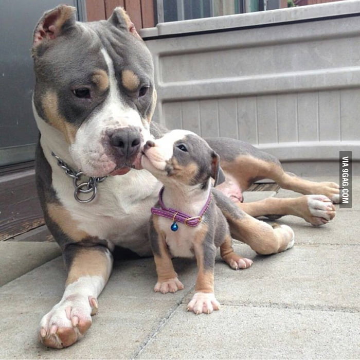 Pitbull and baby pitbull - 9GAG