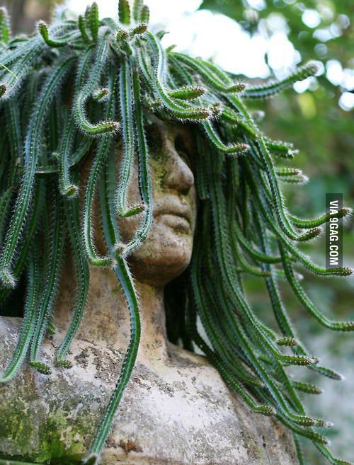 Medusa Cactus - 9GAG