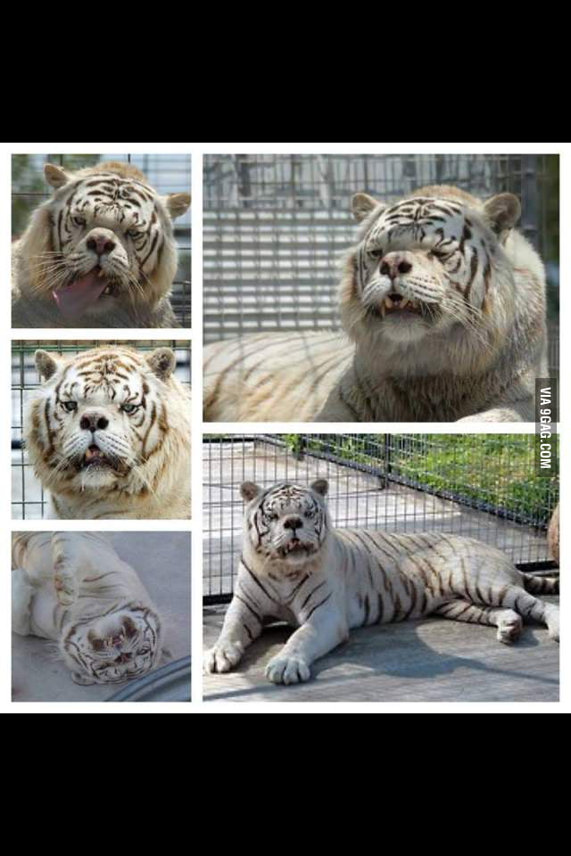 This is Kenny. Considered the first tiger with down syndrome - 9GAG