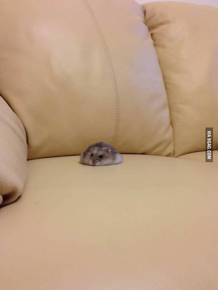 Melted hamster - 9GAG