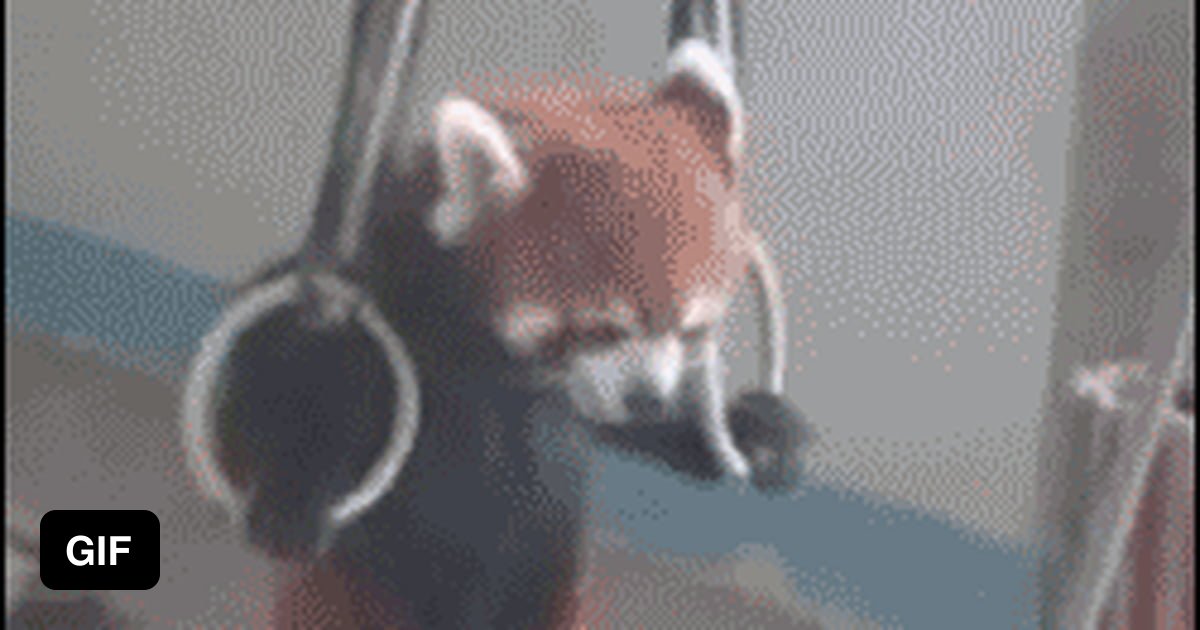 Red Panda Pull-Ups. Buildin' dat muscle - 9GAG
