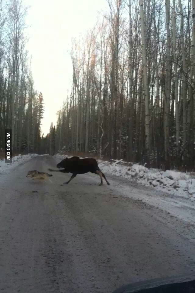 Ahh peace and quiet in the woods - 9GAG
