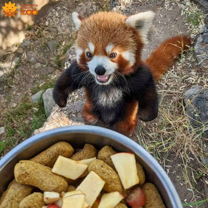 Red panda getting snacks - 9GAG
