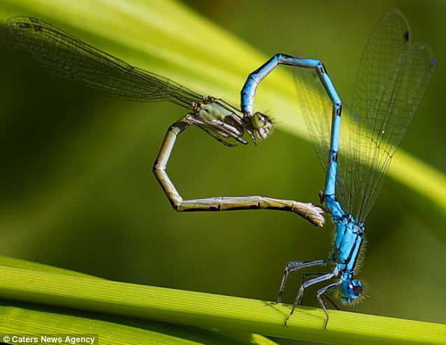 Dragonflies make a heart with their tails while mating - 9GAG