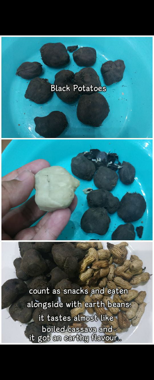 Black Potatoes.. around $1.3 per kilo in Tuban Regency - 9GAG