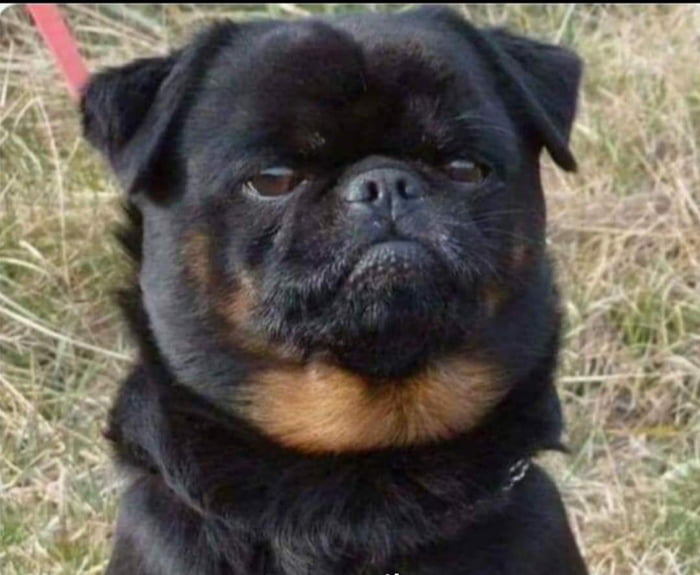 Pugweiler - 9GAG