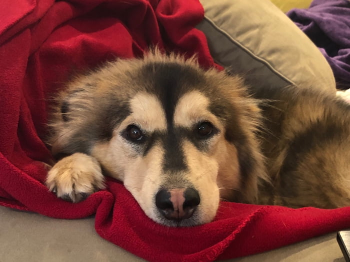 Hecking good fluff boi - 9GAG