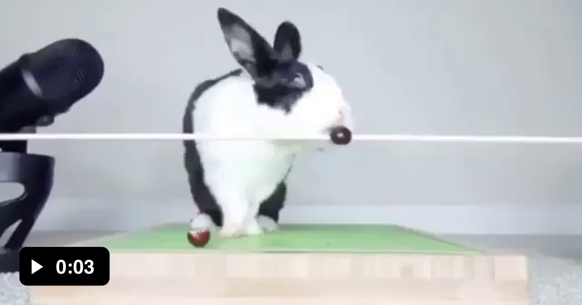 Bunny fails asmr - 9GAG
