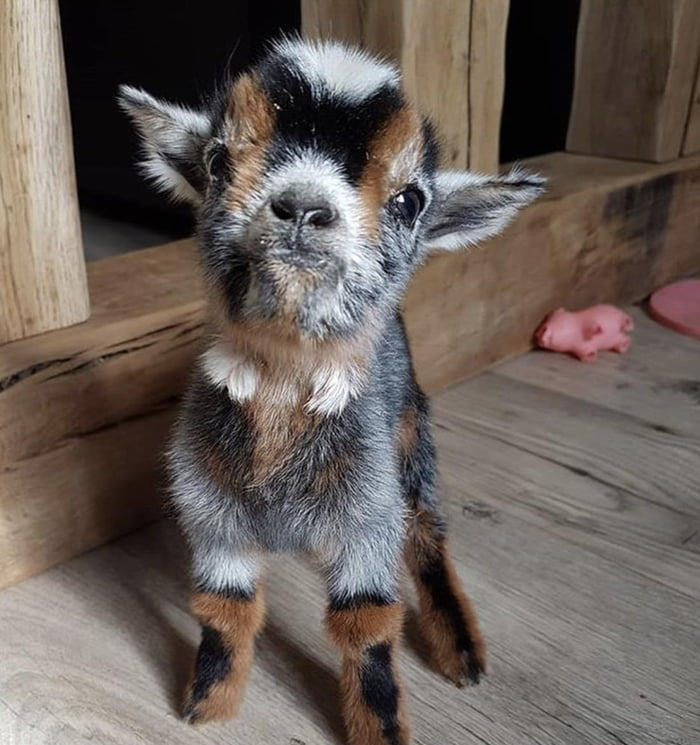Smuckers the baby goat - 9GAG