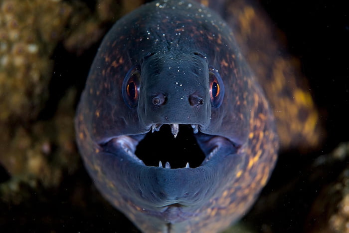 This amazing California Moray Eel seems like it’s smiling for the ...