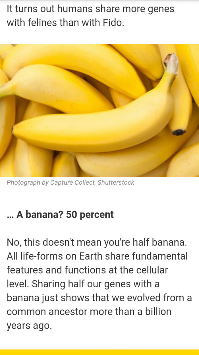 For those denying the Evolution theory, we evolved from bananas. - 9GAG