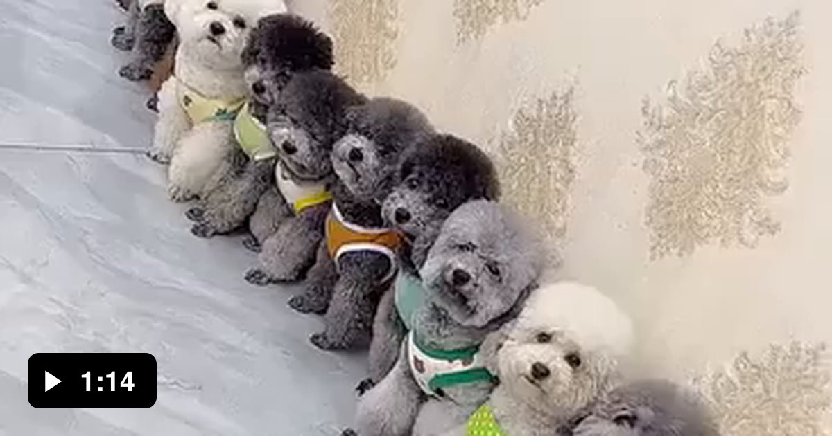 Cute dogs are dancing now - 9GAG