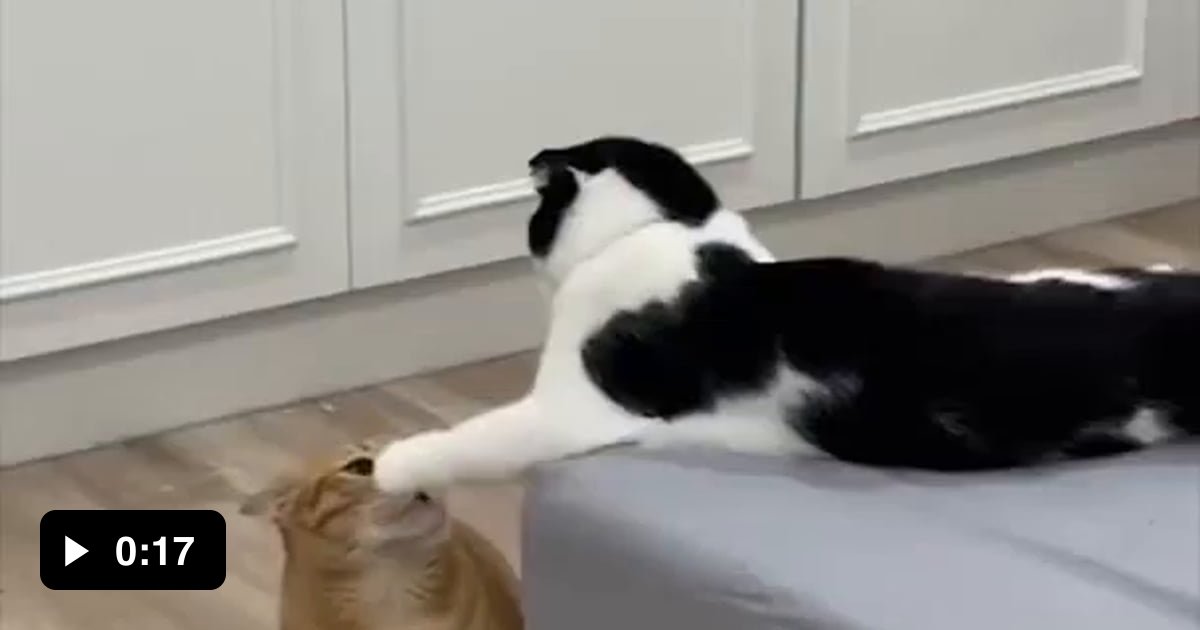 9gag Full of Cats - 9GAG