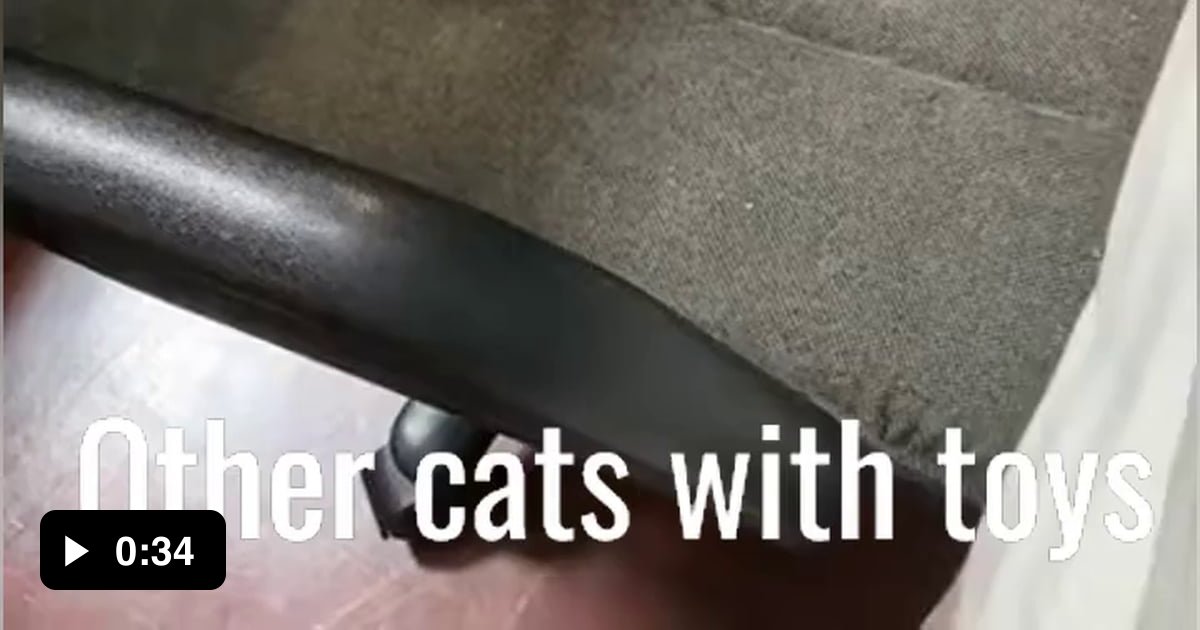 Adorable Tiny Cat - 9GAG