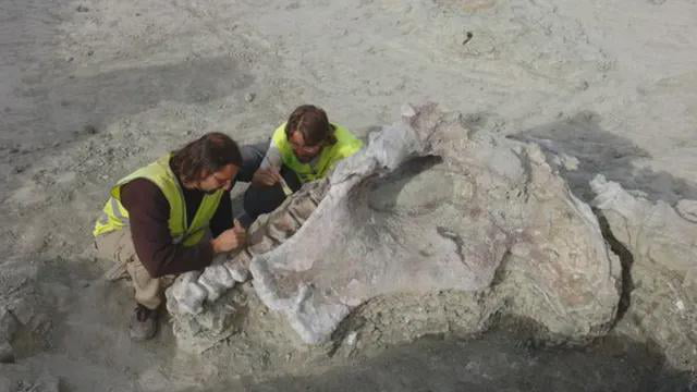 Spain’s long-necked dinosaur star emerges from a 12,000-fossil find ...