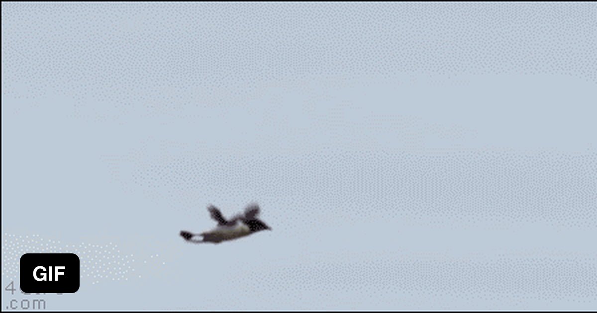 PULL UP PULL UP TERRAIN AHEAD - 9GAG