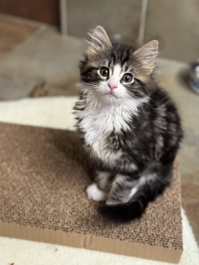 This is Maple Leaf. She is new to us and extra smol. - 9GAG