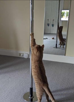 The Pole Dancer Instructor came today.. - 9GAG