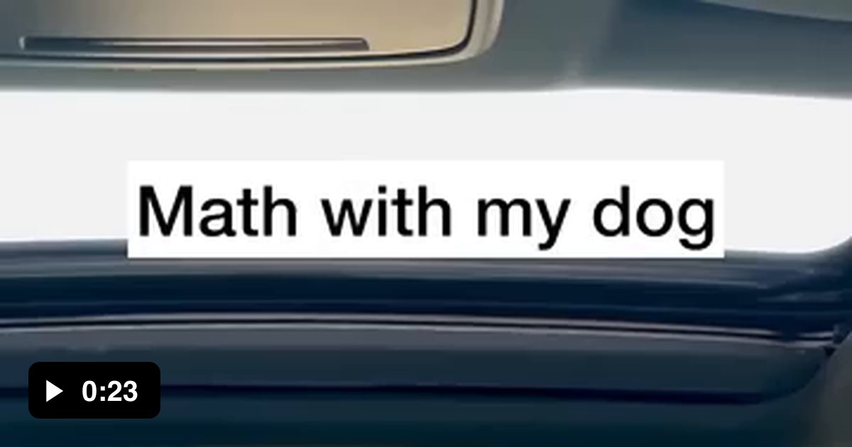 Mini Cockapoo solves the math problems. Such a Genius Dog - 9GAG