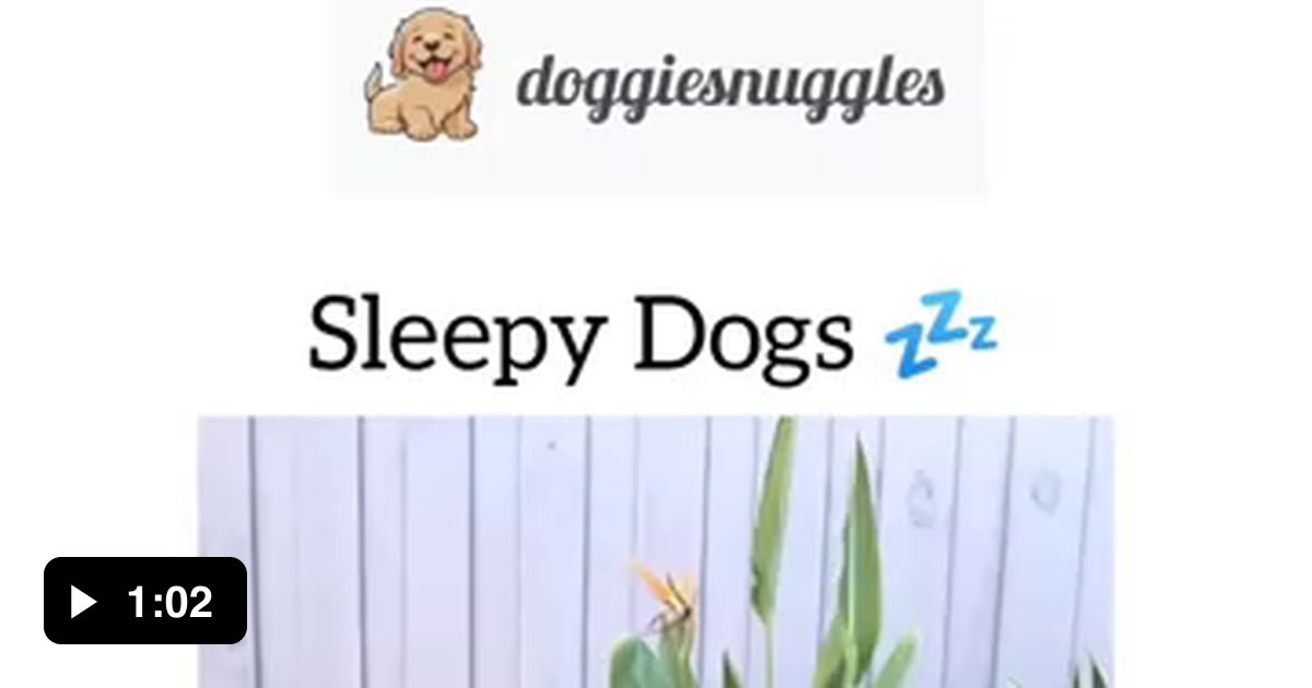 Sleepy Dogs 💤 - 9GAG