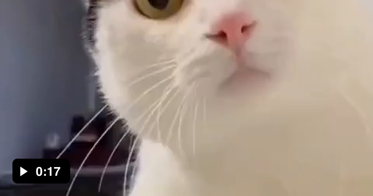 Who let the cats out… meow meow - 9GAG