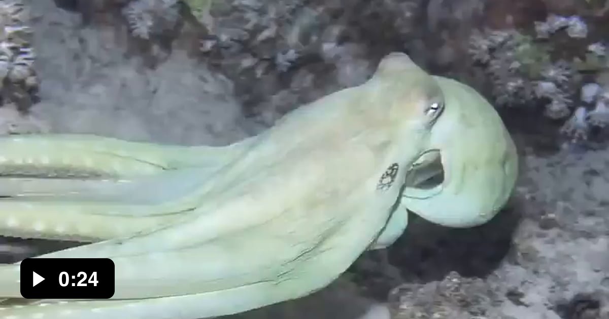 Active octopus - 9GAG