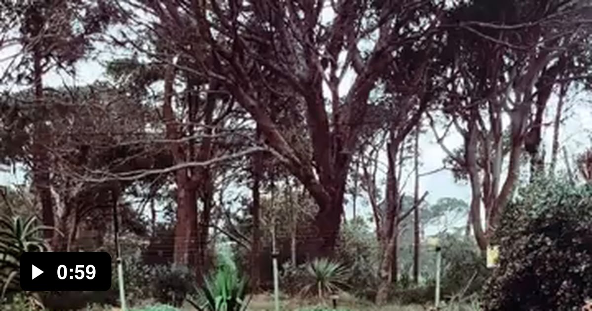 Courage is ready for the mosh pit, Angel cat is having NONE of it 😂 - 9GAG