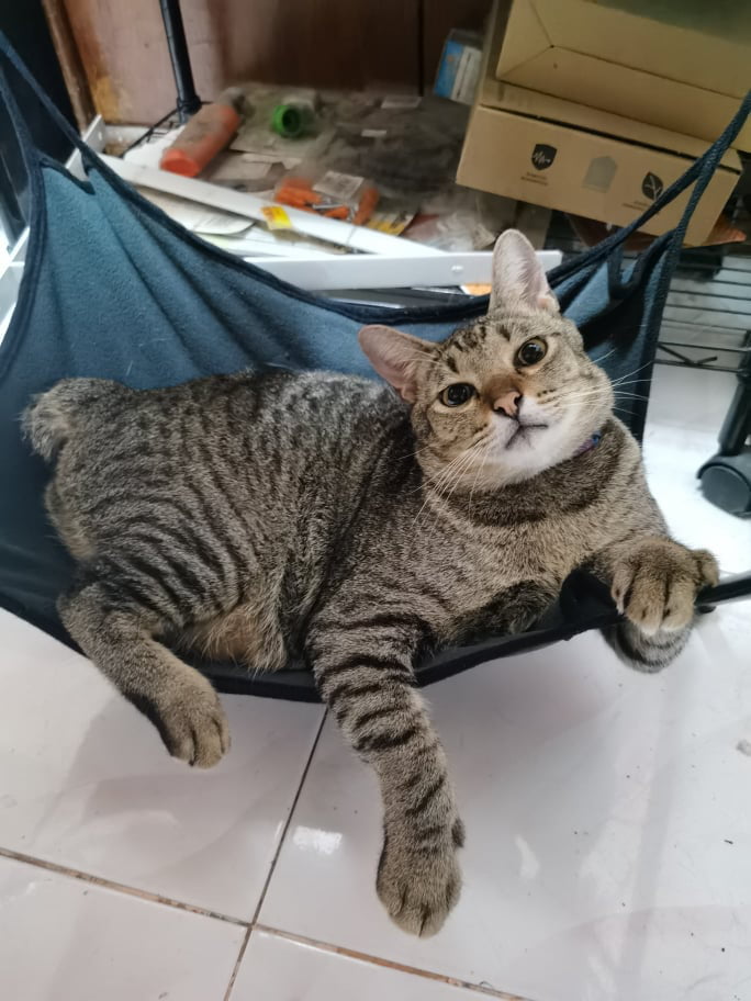 Here's a photo of my cat. Somebody, please make this a meme! - 9GAG