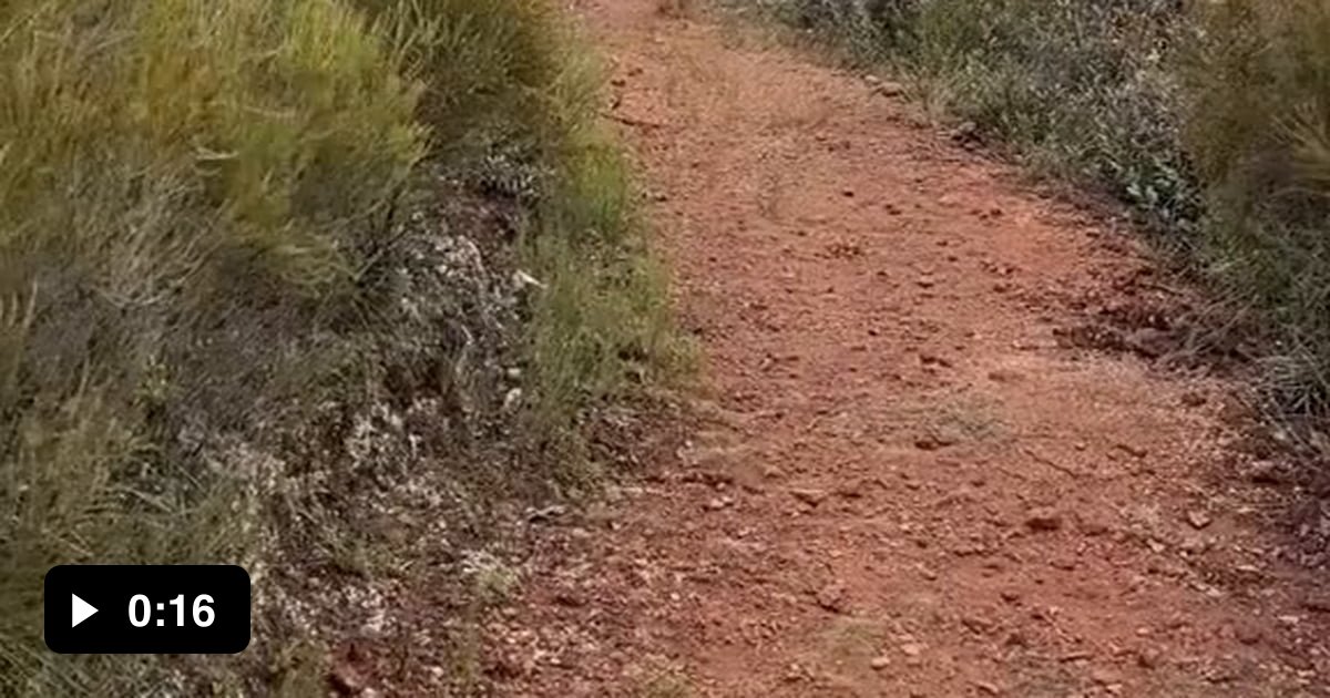 Come on everybody, let's go and meet the pansies. - 9GAG