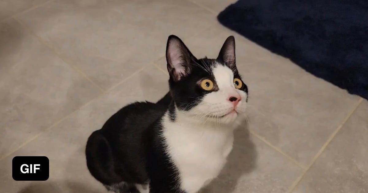 Trying to teach Dingus to blink through hypnosis - 9GAG