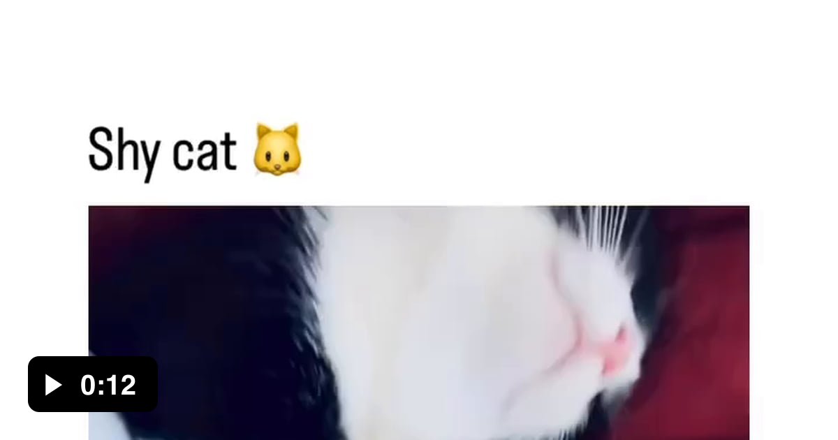 Shy cat - 9GAG