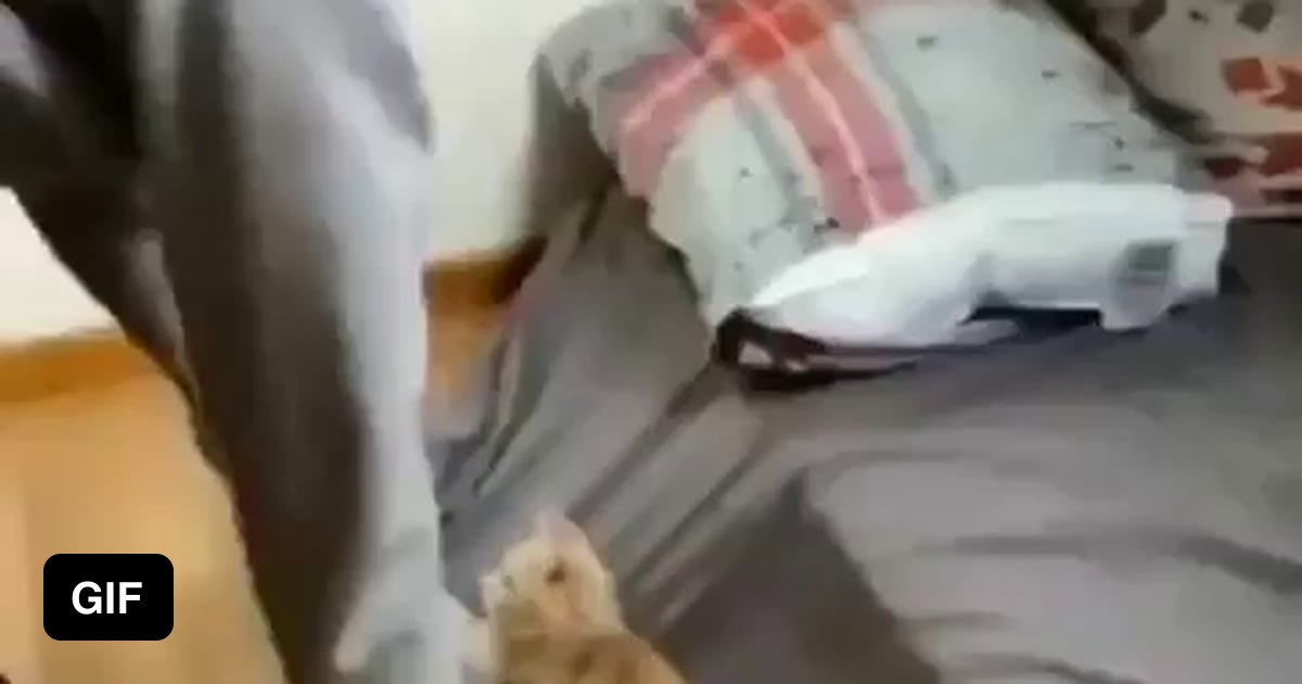 Kitty loving this! - 9GAG