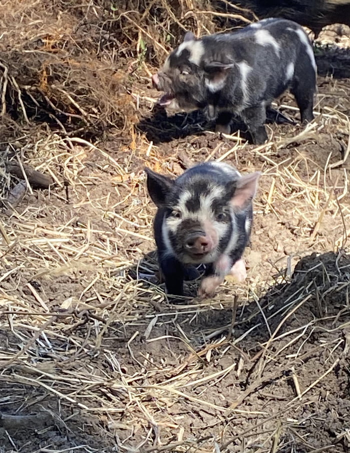 Baby pigs on this fine Tuesday - 9GAG