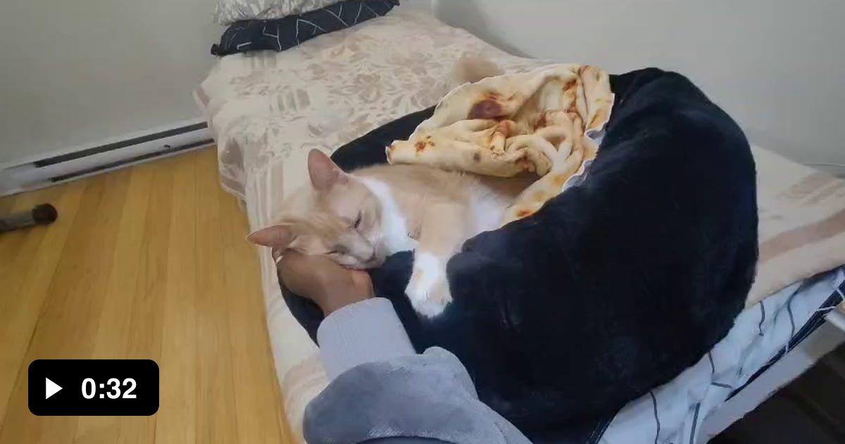 Break from political posts. Moved my old boy's bed next to my work desk so he can get head all ...