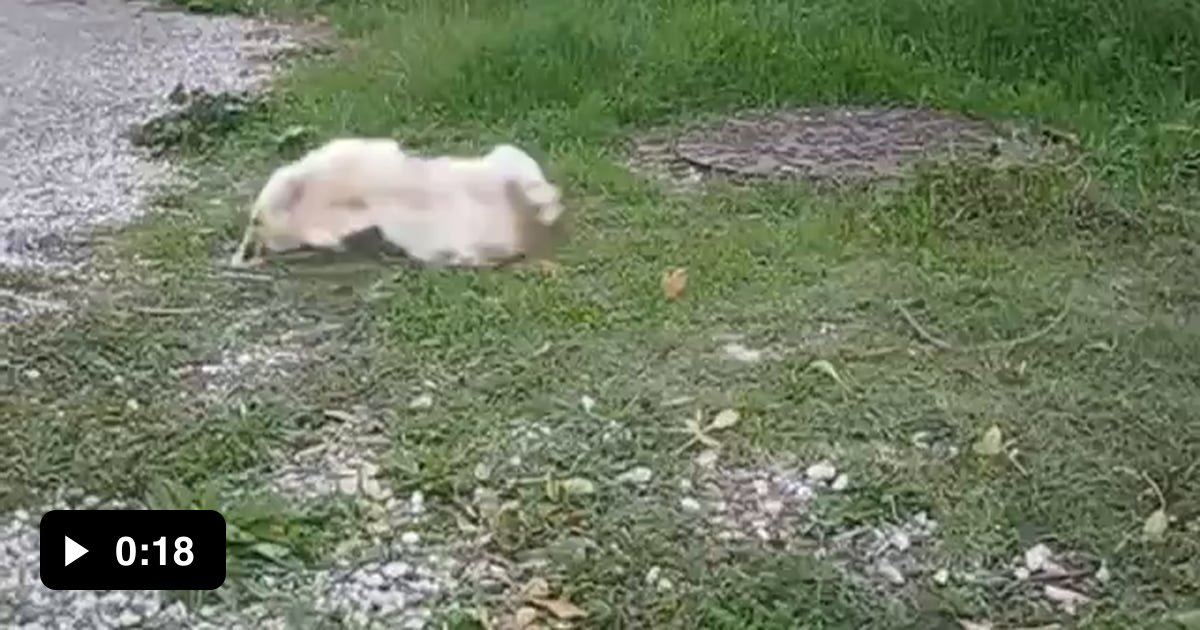 Breakdancing Cat - 9GAG