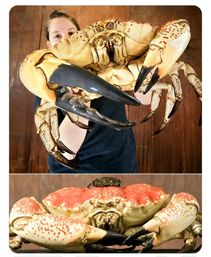 Of a Tasmanian giant crab - 9GAG