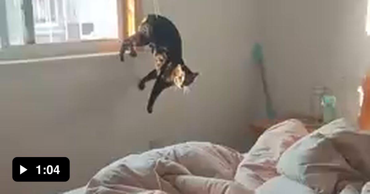 Cats being Cats - 9GAG