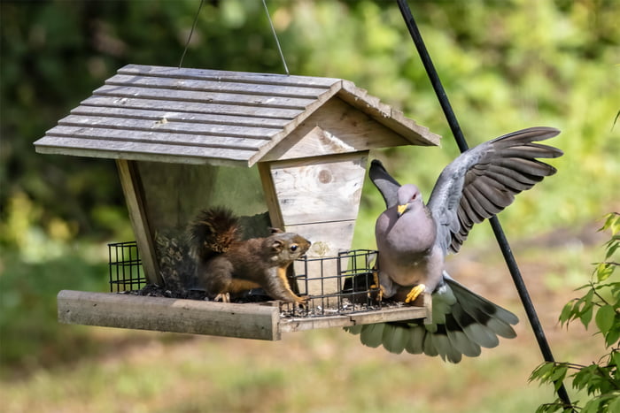 Douglas squirrel and banded pigeon debating on who owns the bird feeder ...