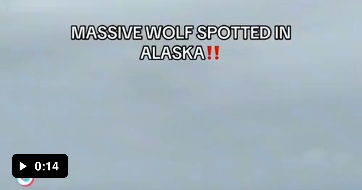 Thats not a wolf - 9GAG