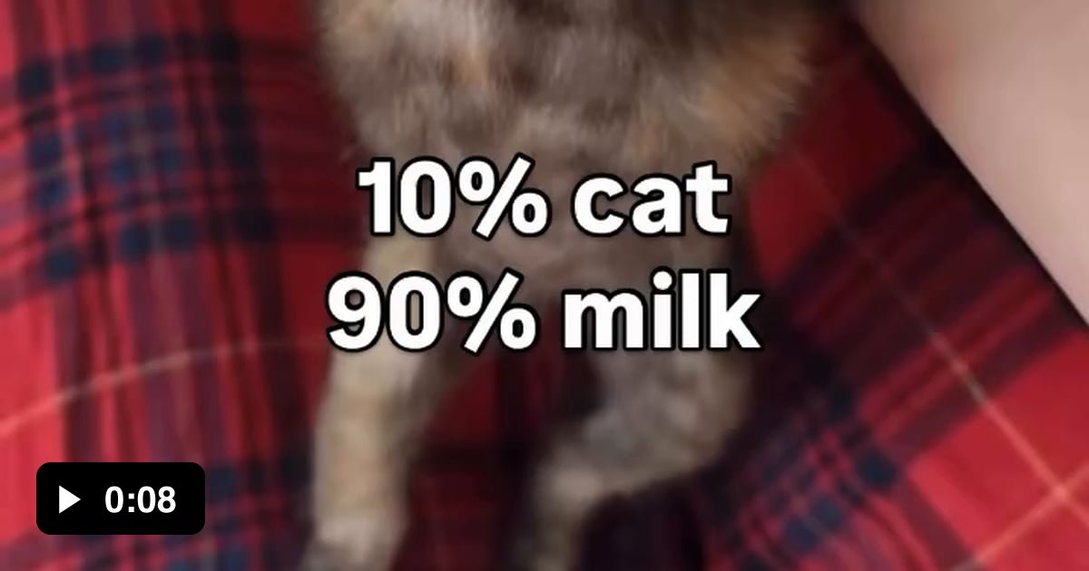 A kitten enjoying its milk, so cute and tiny - 9GAG