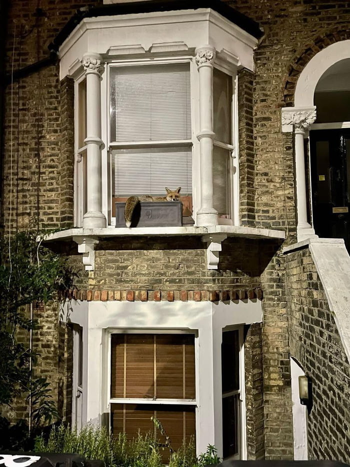 Fox enjoys a 1st floor window box in London - 9GAG