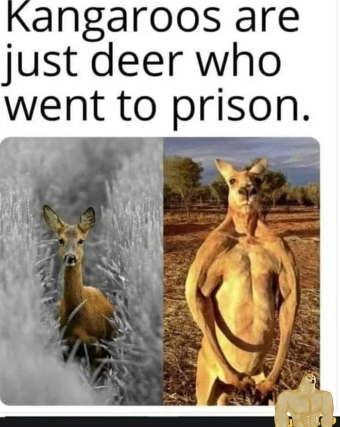 Prison deer from Austria - 9GAG