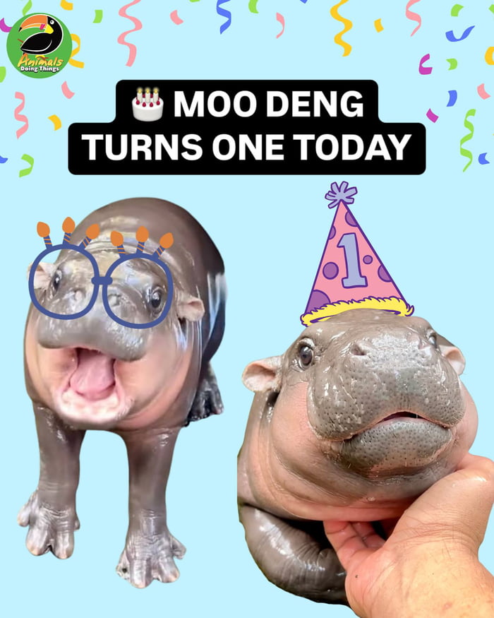 Happy first birthday to the cutest little hippo, Moo Deng - 9GAG