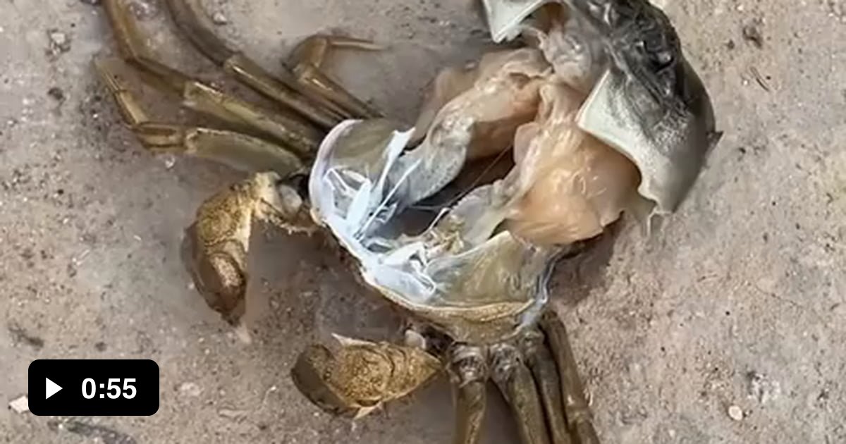 Crab shedding its shell (yes crabs shed too) - 9GAG