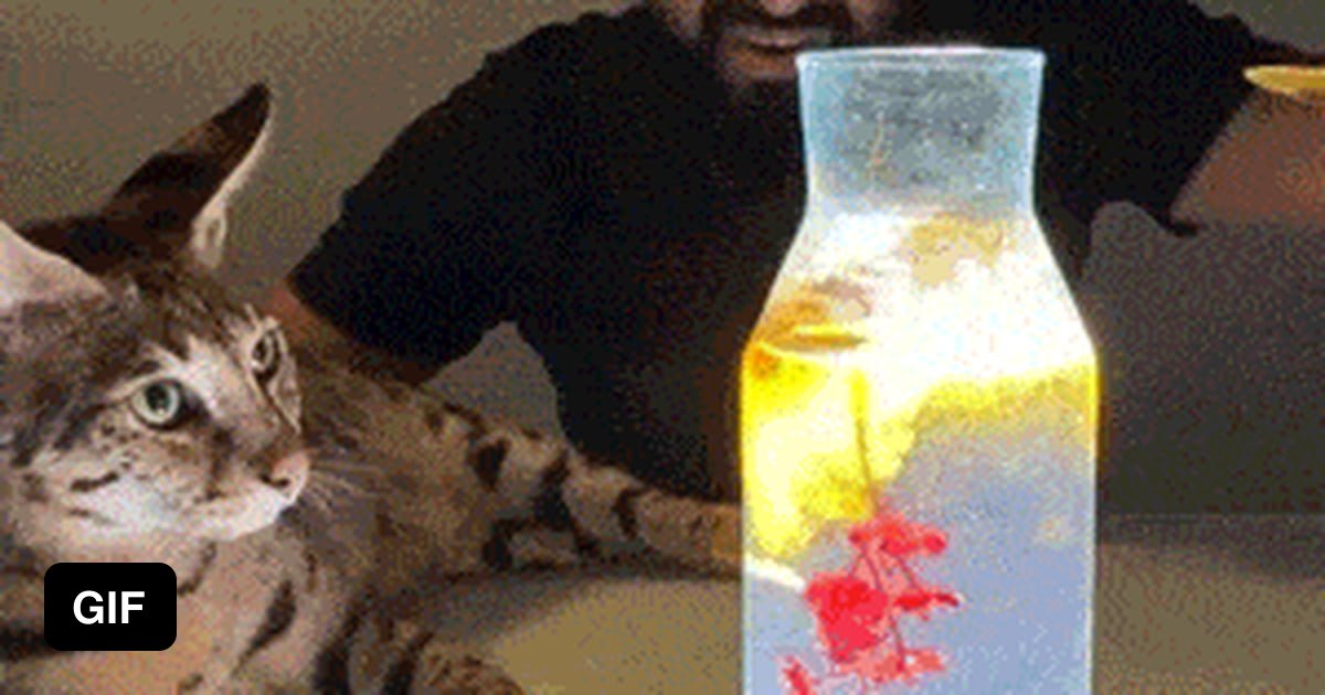 Cats are awesome - 9GAG