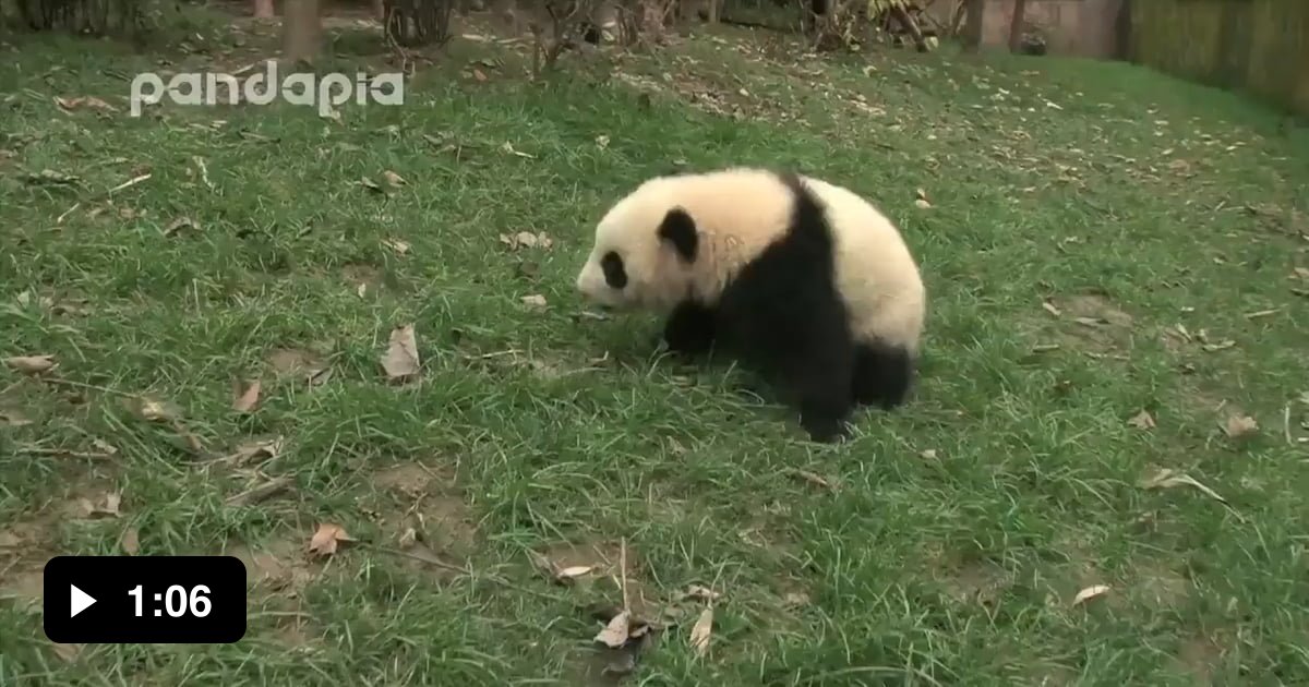 Panda cub rolls for the first time and tries to show off to friend - 9GAG