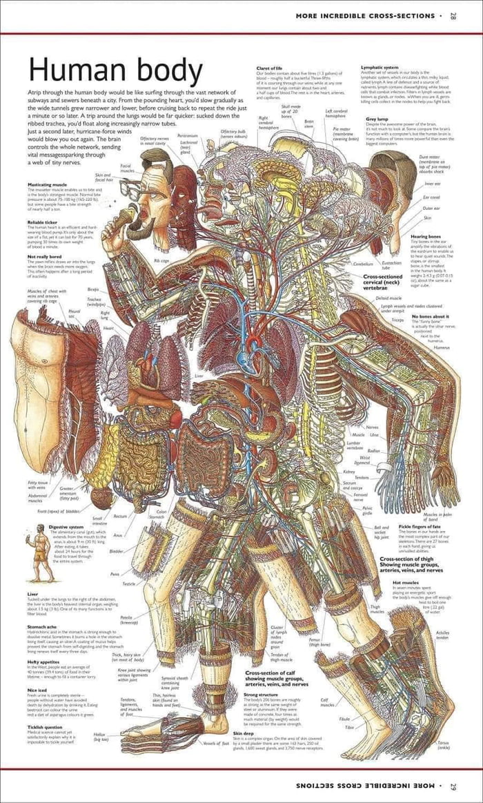 The God of anatomy, bringer of organs - 9GAG