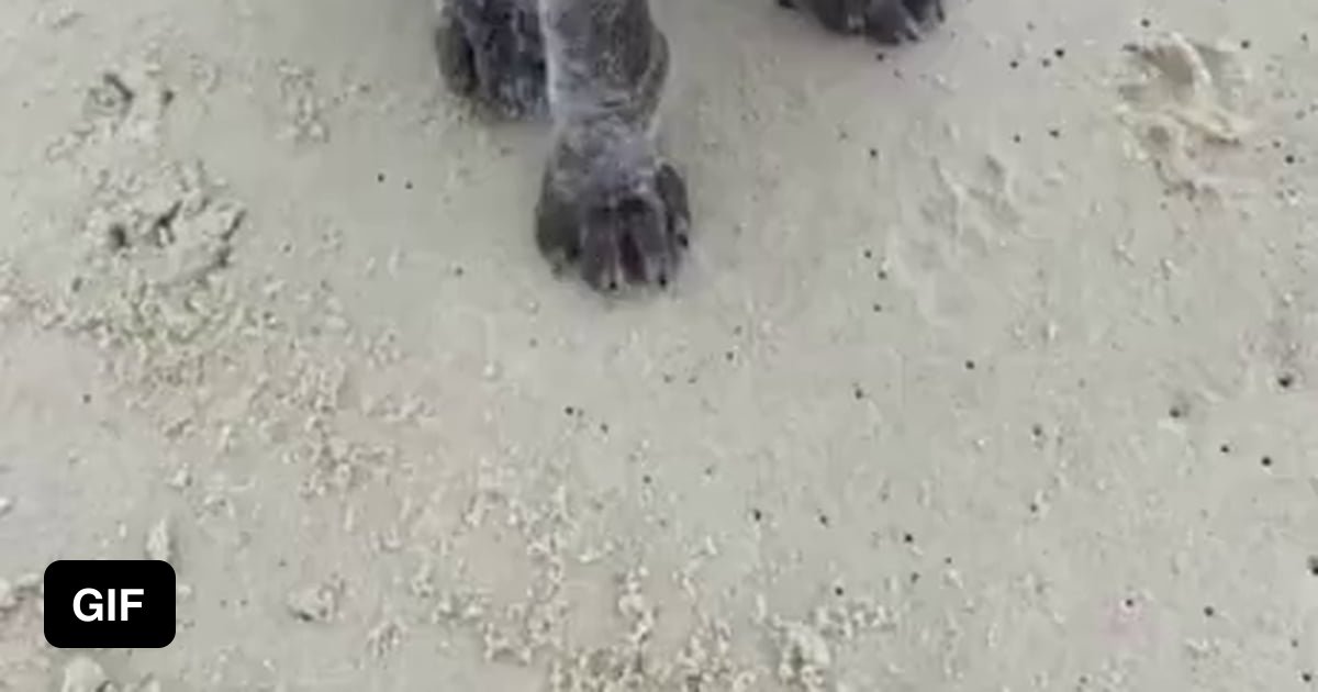 Quick, before he flies away, BOOP HIS GODDAMN SNOOT!!! - 9GAG