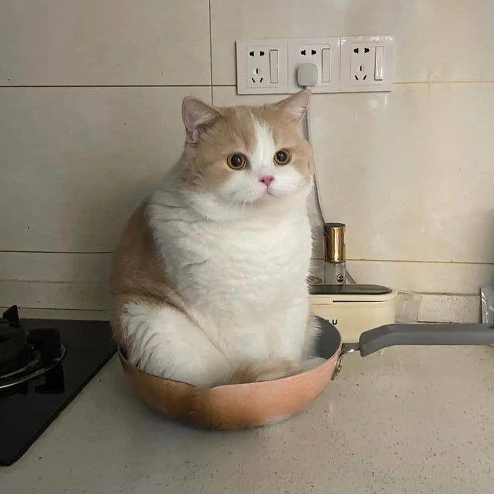 Today’s special: one floofy pancake. - 9GAG