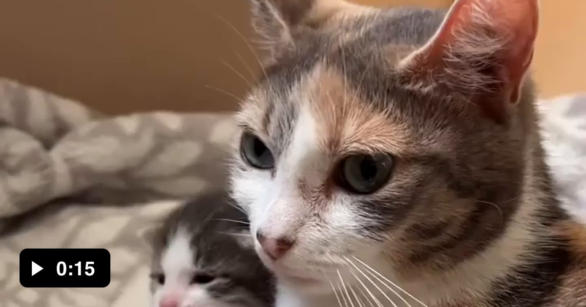 Lulu loves her little kitty🥰 - 9GAG